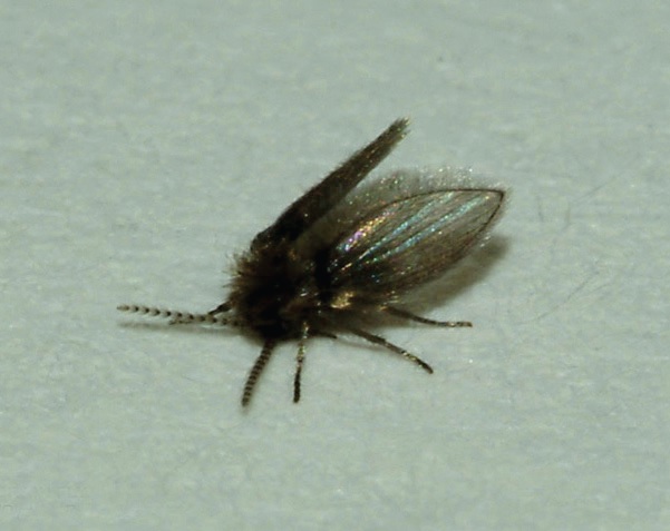 Drain Fly Control & Identification - Article