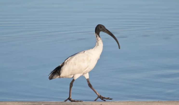 Australian White Ibis Control & Identification - Article