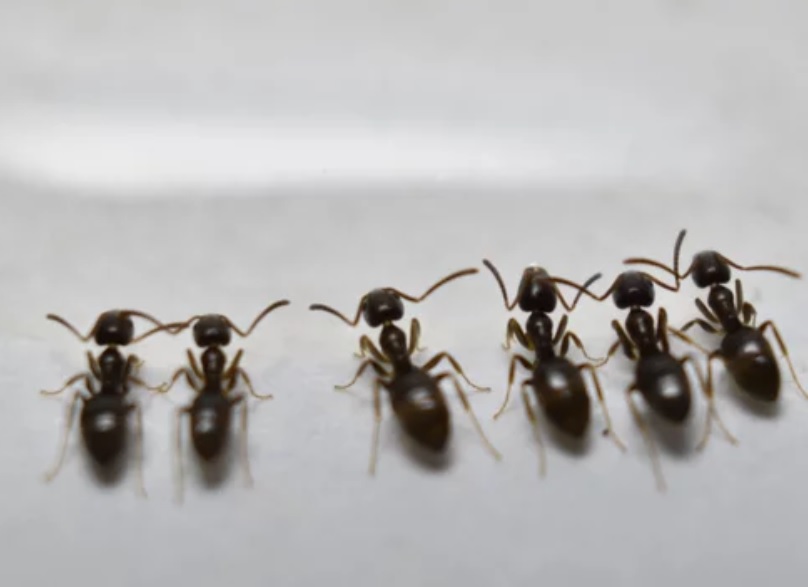 Odorous Ant Control & Identification Guide - Article
