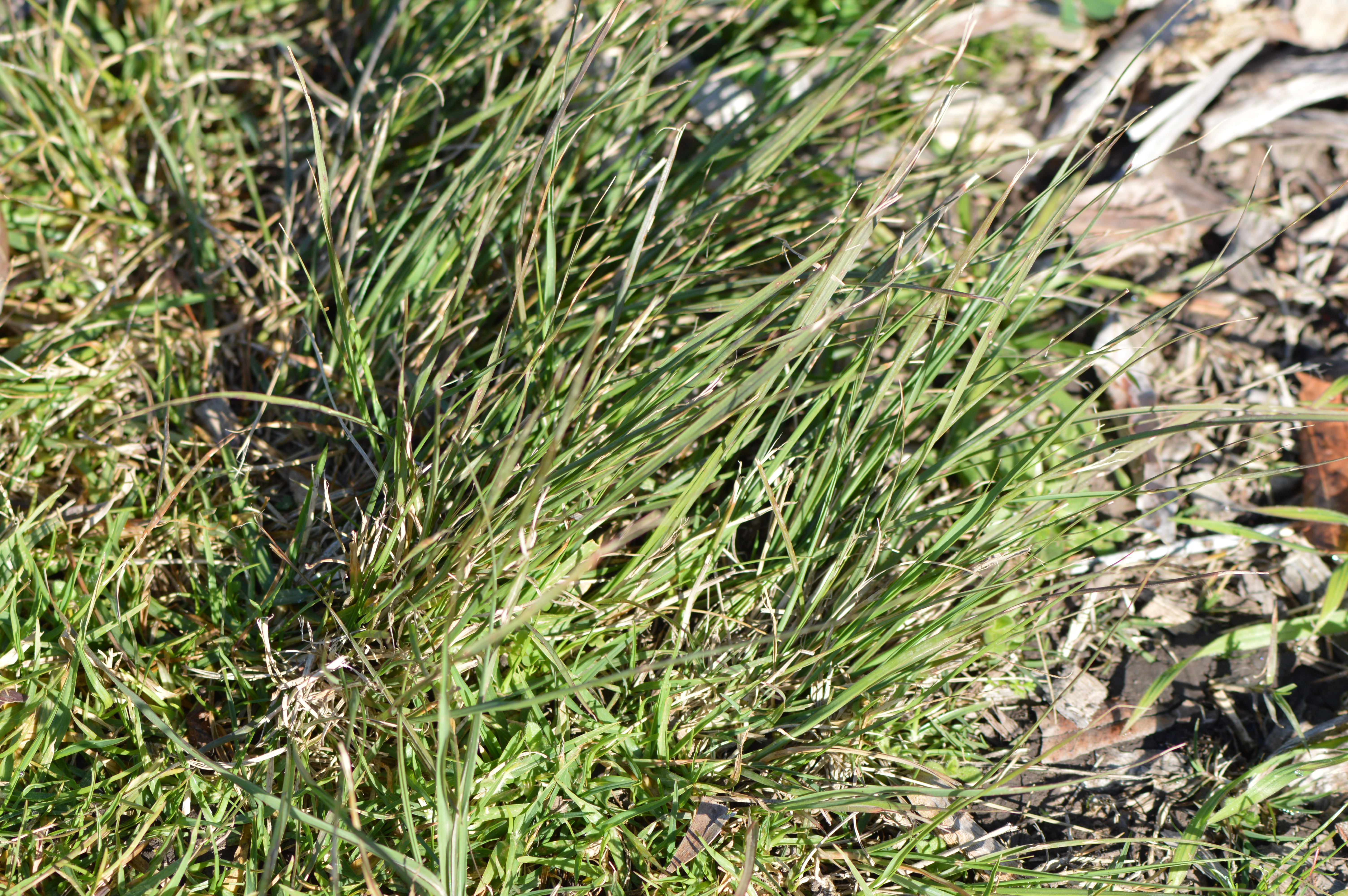 Crowsfoot Grass Identification & Control | How to Remove Eleusine ...