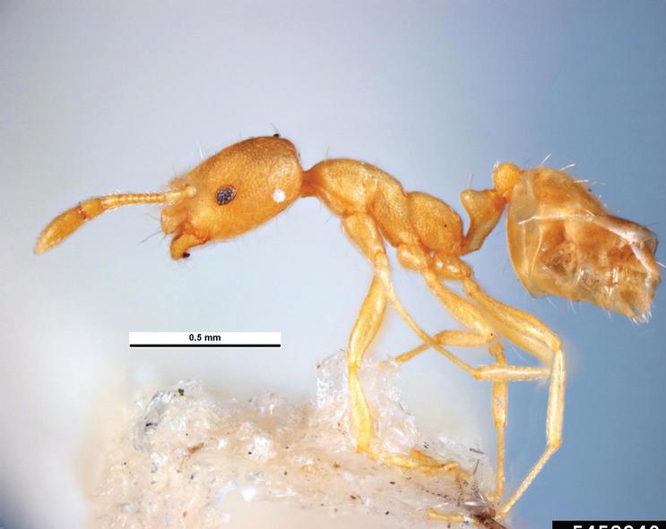 Pharaoh’s Ant Control & Identification - Article