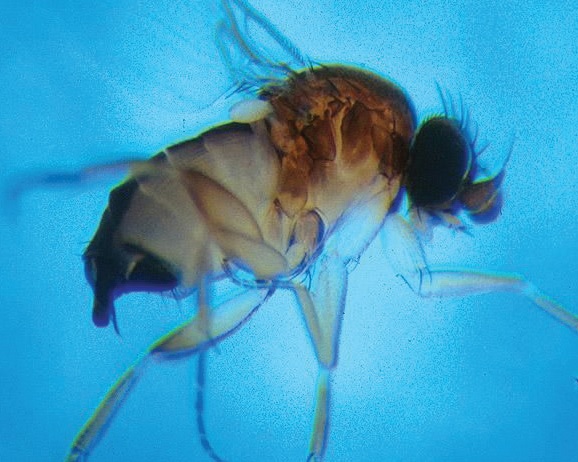 Phorid Fly Control & Identification - Article