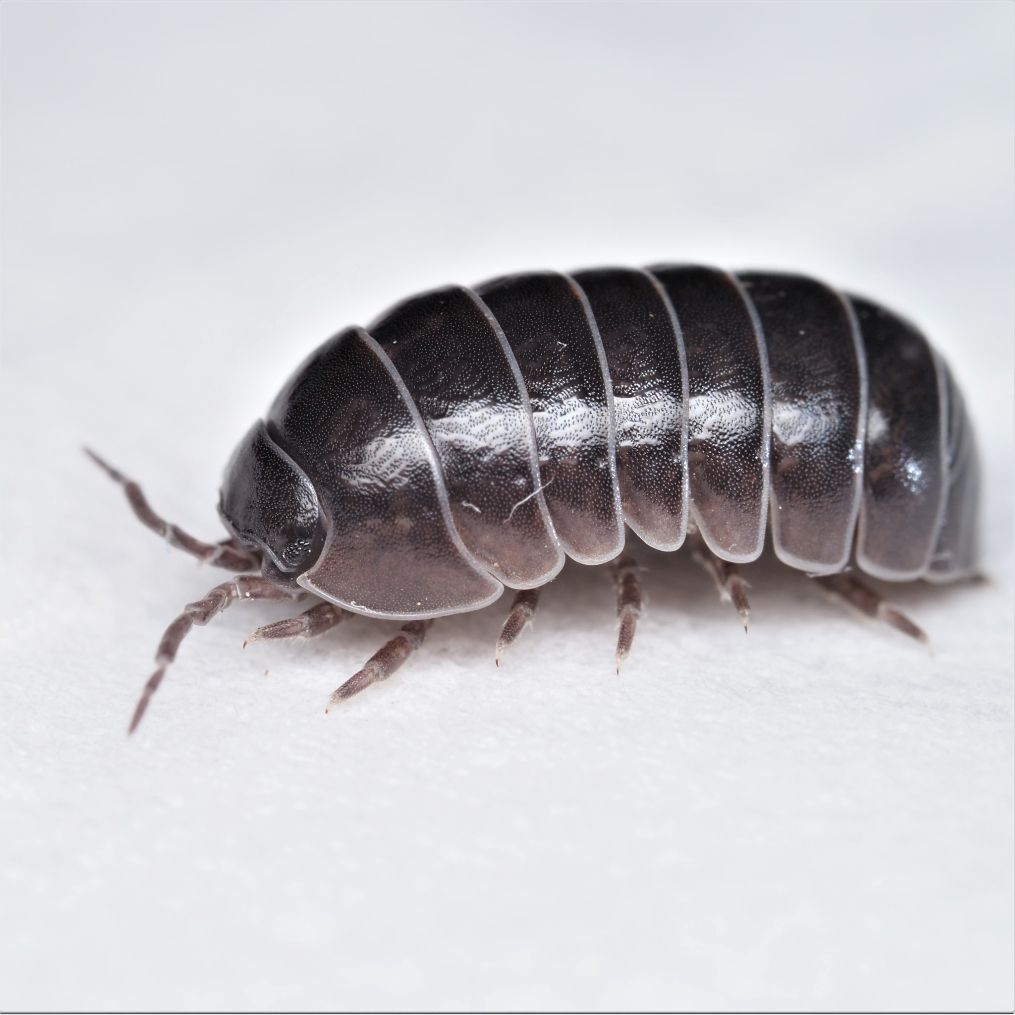 Pill Bug/Slater - Article