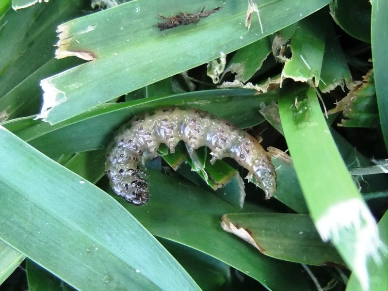 How to Identify, Diagnose Damage & Control Sod Webworm in Lawns and ...