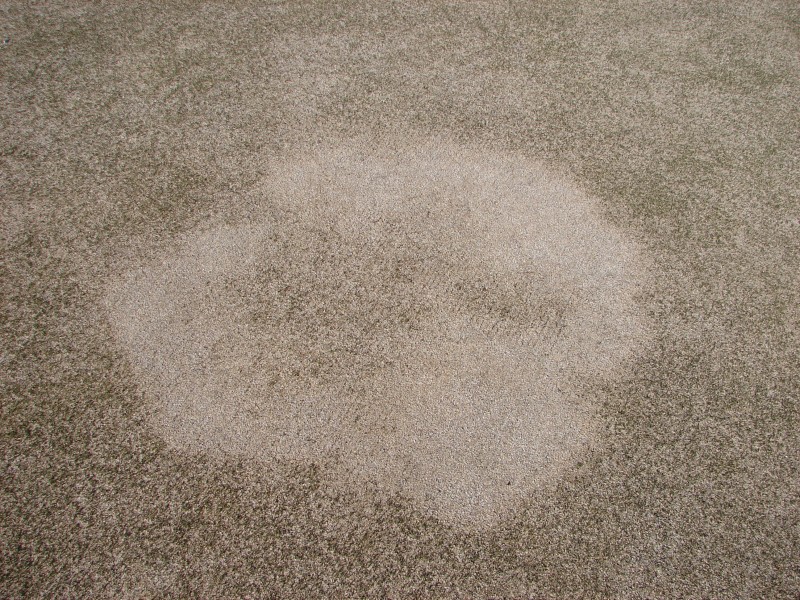 What is Spring Dead Spot? - Article