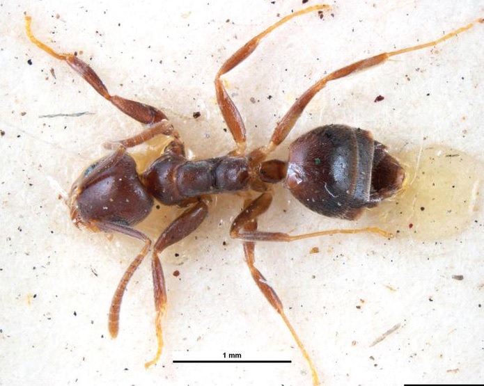 White Footed House Ant Control & Identification - Article