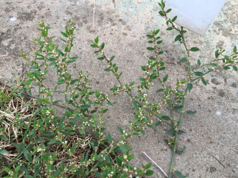 What Is Wireweed? How to Identify, Spot Damage & Control It in Turf ...